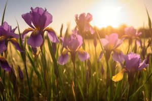 10 Flowers That Represent Gods: Mythical Blooms - Foliage Friend ...