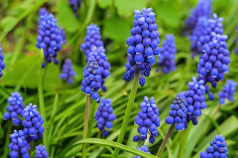 Types of Hyacinths: A Comprehensive Guide to Varieties and Care ...