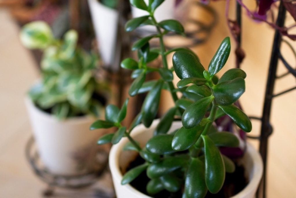 Where to Place Jade Plant in Home: Optimal Locations Guide - Foliage ...