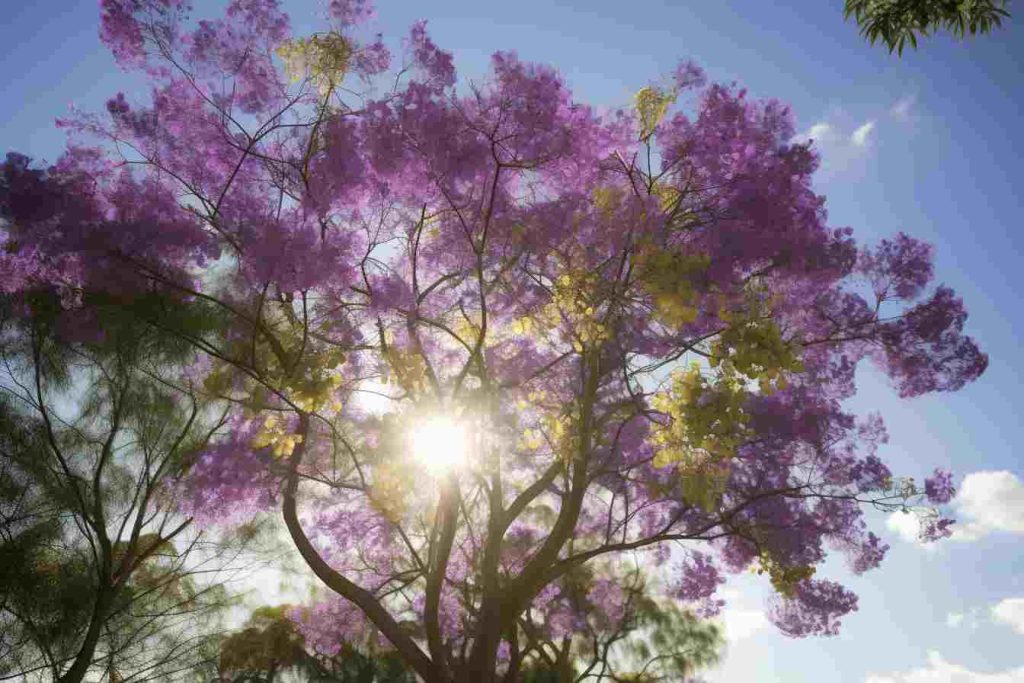 26 Flowers That Grow on Trees: A Delightful Guide to Tree-Blooming ...