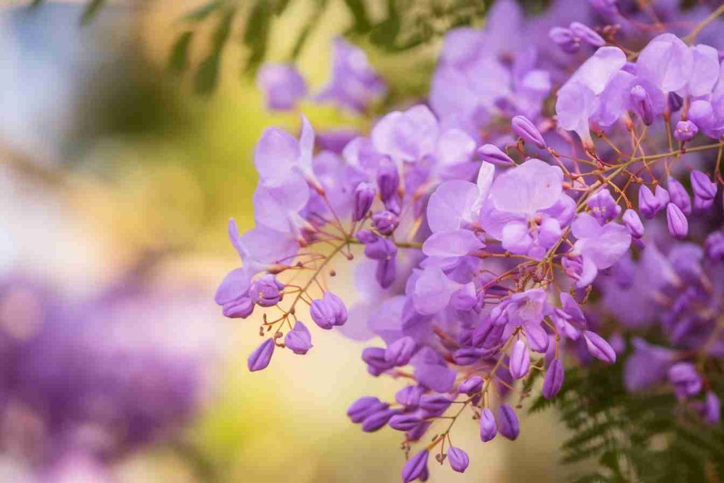 Jacaranda Flower Meaning, Symbolism & Spiritual Significance - Foliage ...