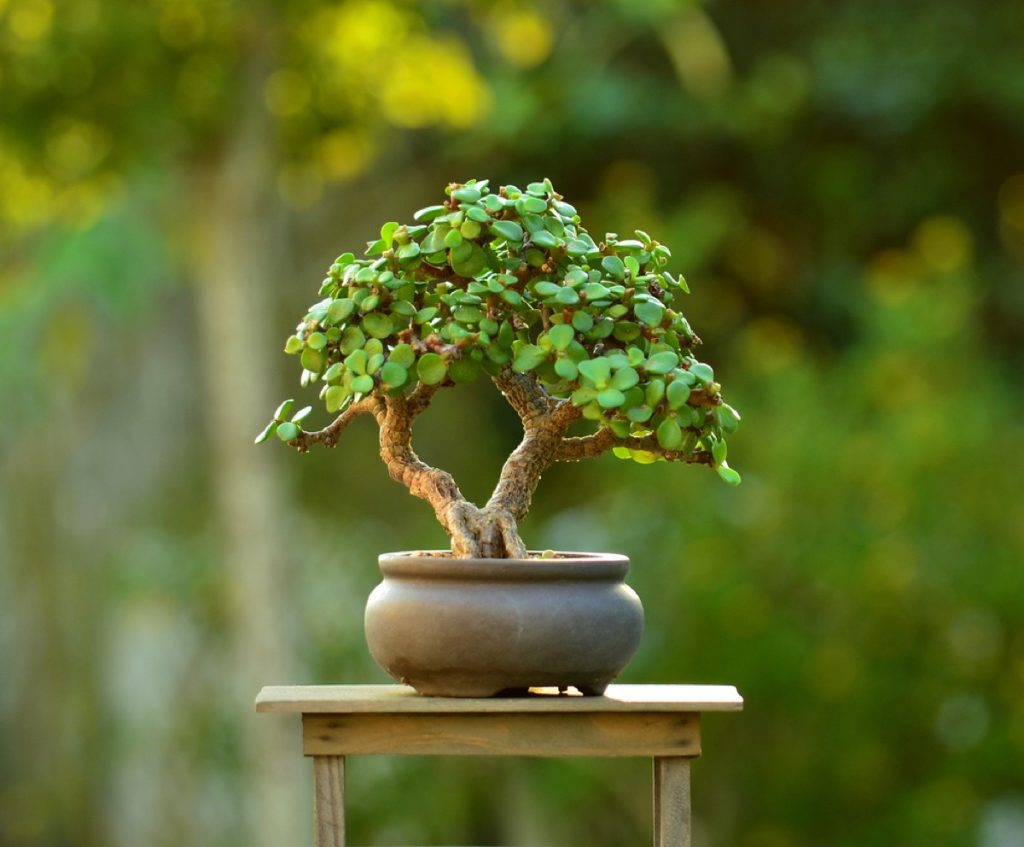 Indoor Bonsai Tree Types: A Comprehensive Guide for Enthusiasts ...