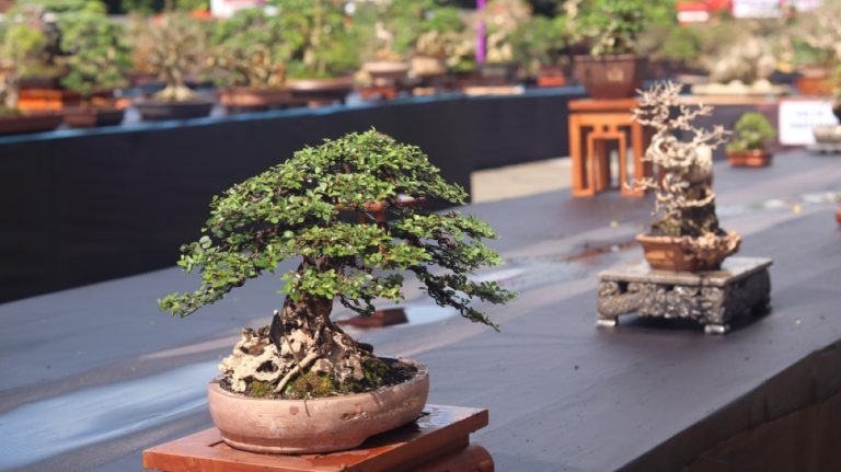 Best Bonsai Tree for Beginners: Top 5 Easy-to-Grow Choices - Foliage ...