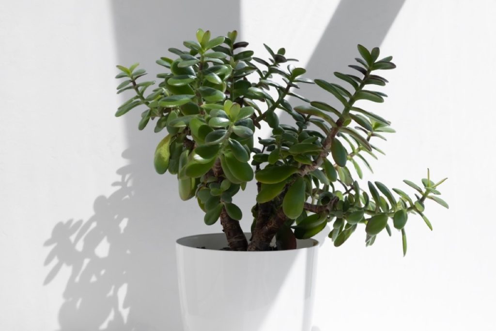 Elephant Bush vs Jade Plant: A Succulent Comparison - Foliage Friend ...