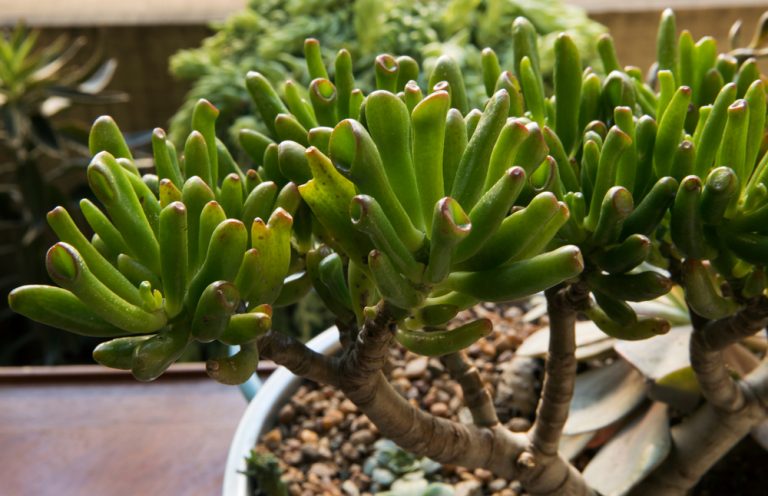 Gollum vs Hobbit Jade Plant: A Comprehensive Comparison - Foliage ...