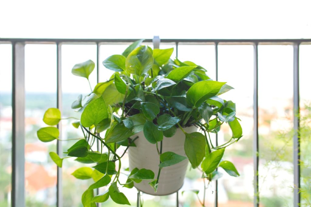 How to Arrange Pothos Plant: Simple Design Tips for Stunning Results ...