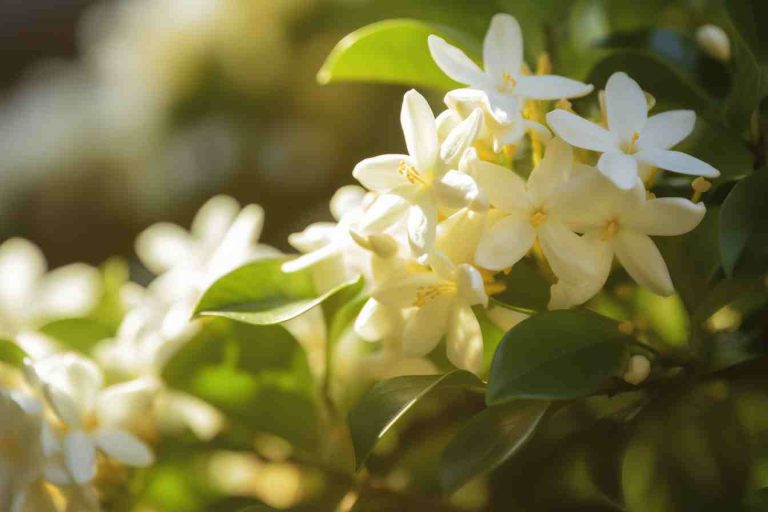 10 Flowers That Represent Self-Love: Bloom With Appreciation - Foliage ...