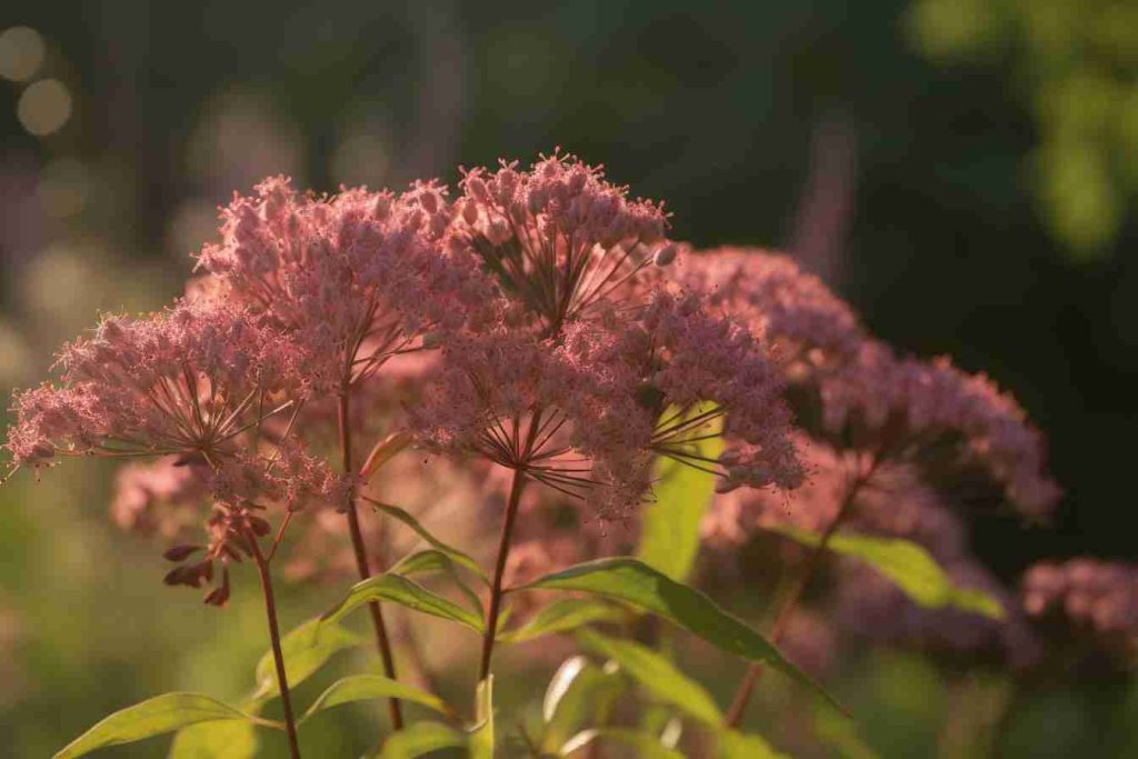 19 Flowers That Grow in Fall: Your Ultimate Guide to Vibrant Autumn ...