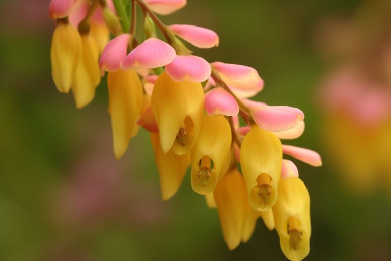 10 Flowers That Represent Mental Illness: Blooms Of Hope - Foliage ...