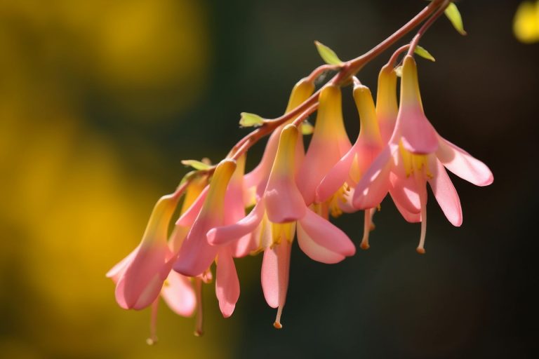 10 Flowers That Represent Loneliness: Blooms Of Solitude - Foliage ...