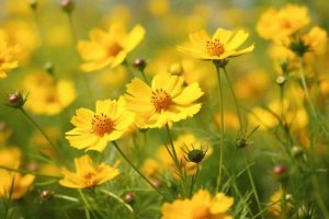 35 Flowers That Grow in Florida: A Comprehensive Guide to Stunning ...