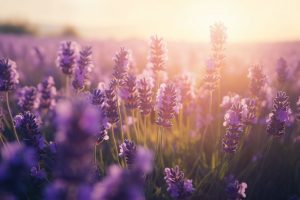 10 Flowers That Represent Empathy: Blooms Of Compassion - Foliage ...
