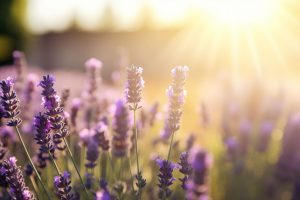 10 Flowers That Represent Anxiety: Calming Blooms - Foliage Friend ...