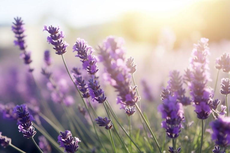 10 Flowers That Represent Calm: Serene Blooms - Foliage Friend - Learn ...