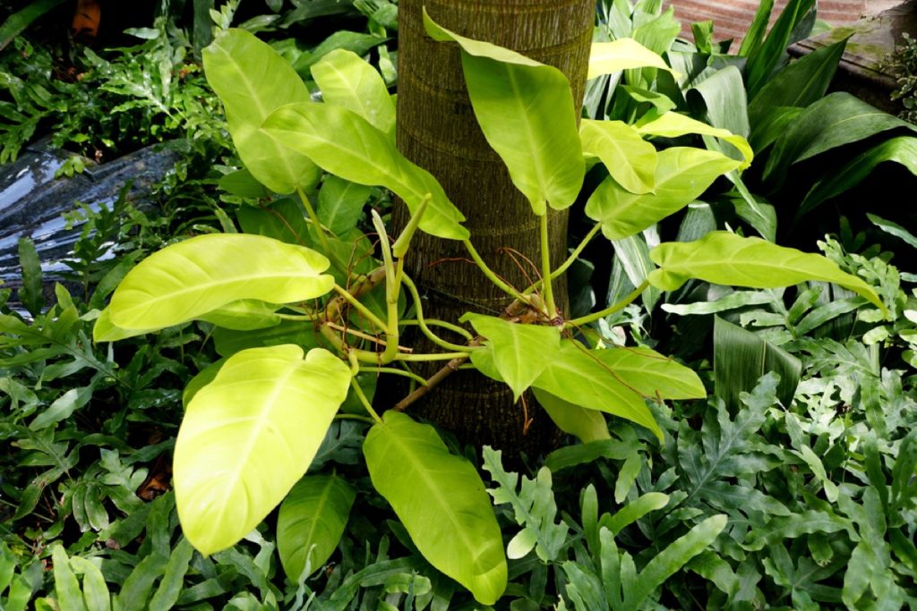 Lemon Lime Philodendron vs Neon Pothos: A Vivid Comparison - Foliage ...