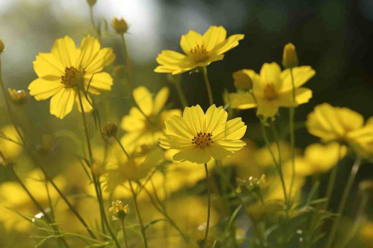 42 Flowers That Grow on Rocks: Discover Remarkable Species for Rock ...