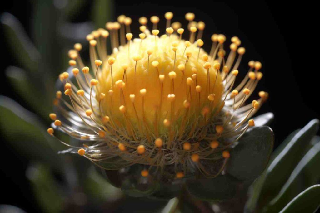 10 Flowers That Represent Curiosity: Inquisitive Petals - Foliage ...