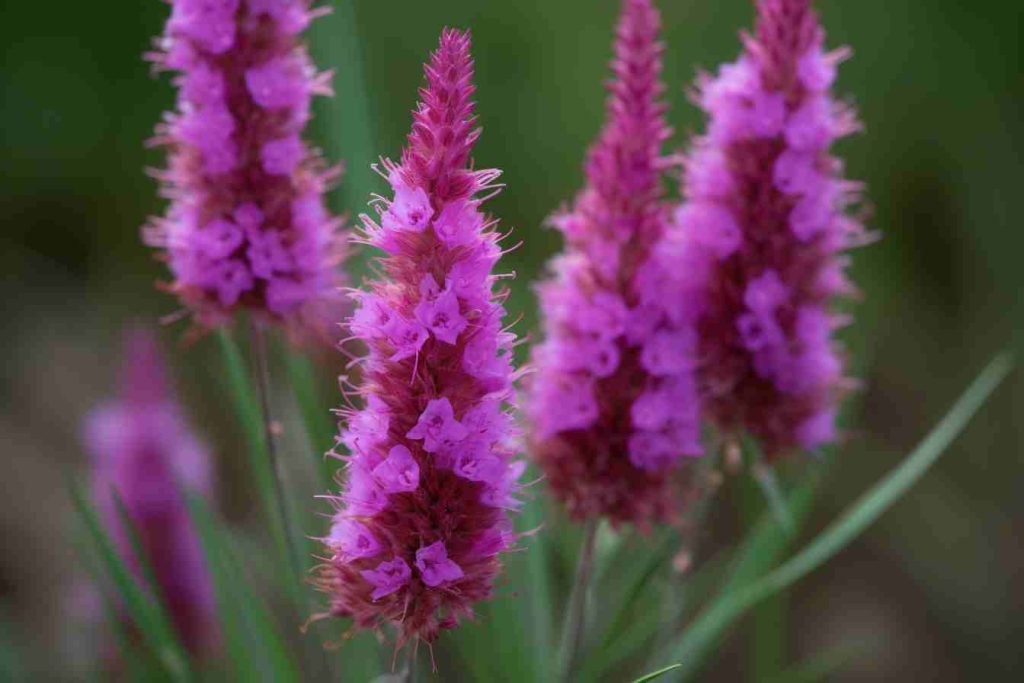 10 Flowers That Represent Reliability: Blossoms You Can Count On ...
