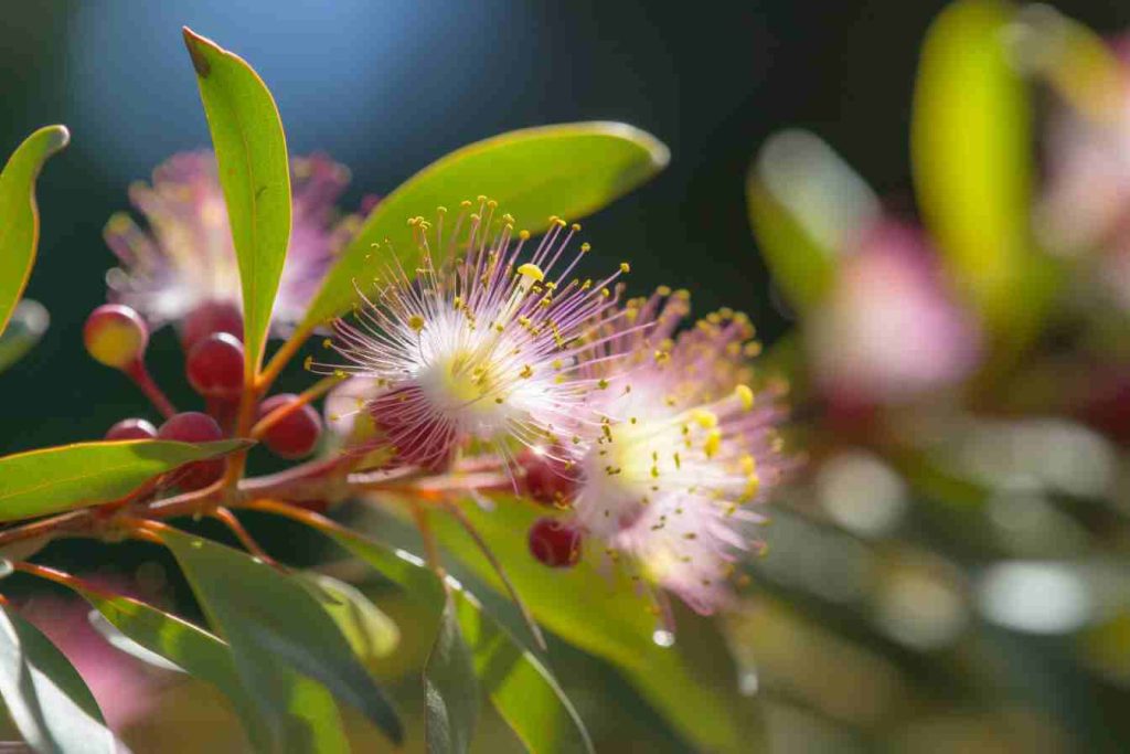 26 Flowers That Grow on Trees: A Delightful Guide to Tree-Blooming ...