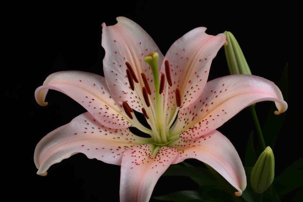 10 Flowers That Represent Taurus: Floral Horoscope - Foliage Friend ...