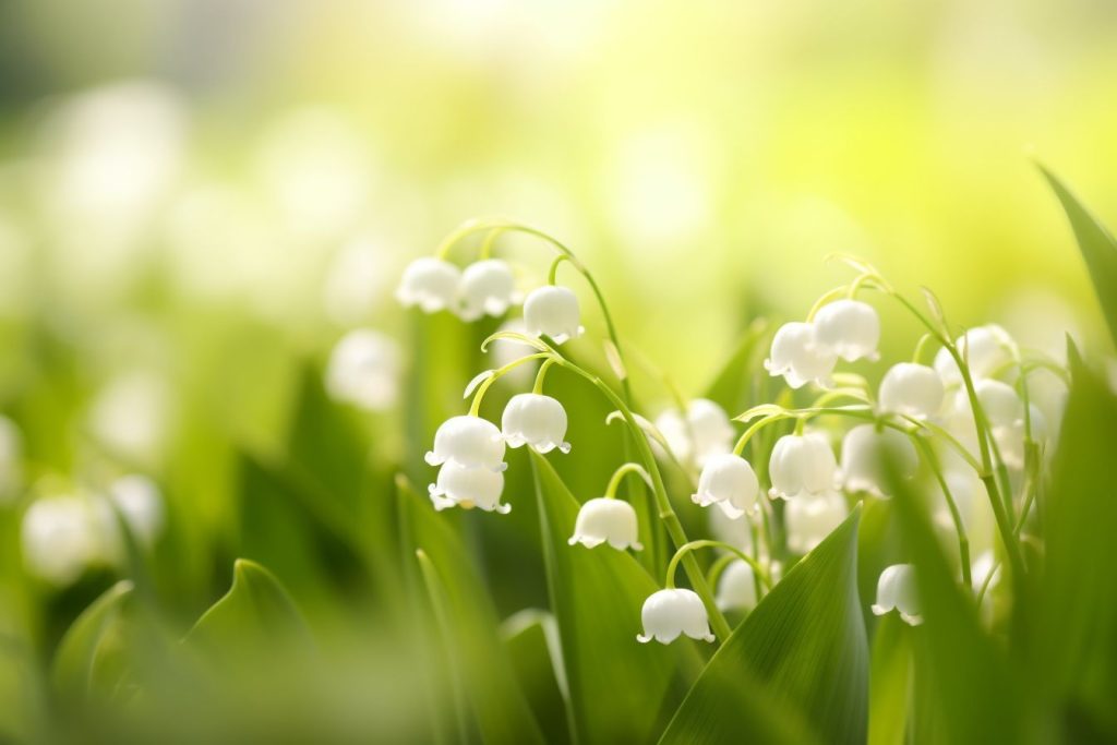 10 Flowers That Represent Love And Romance: Love Language - Foliage ...