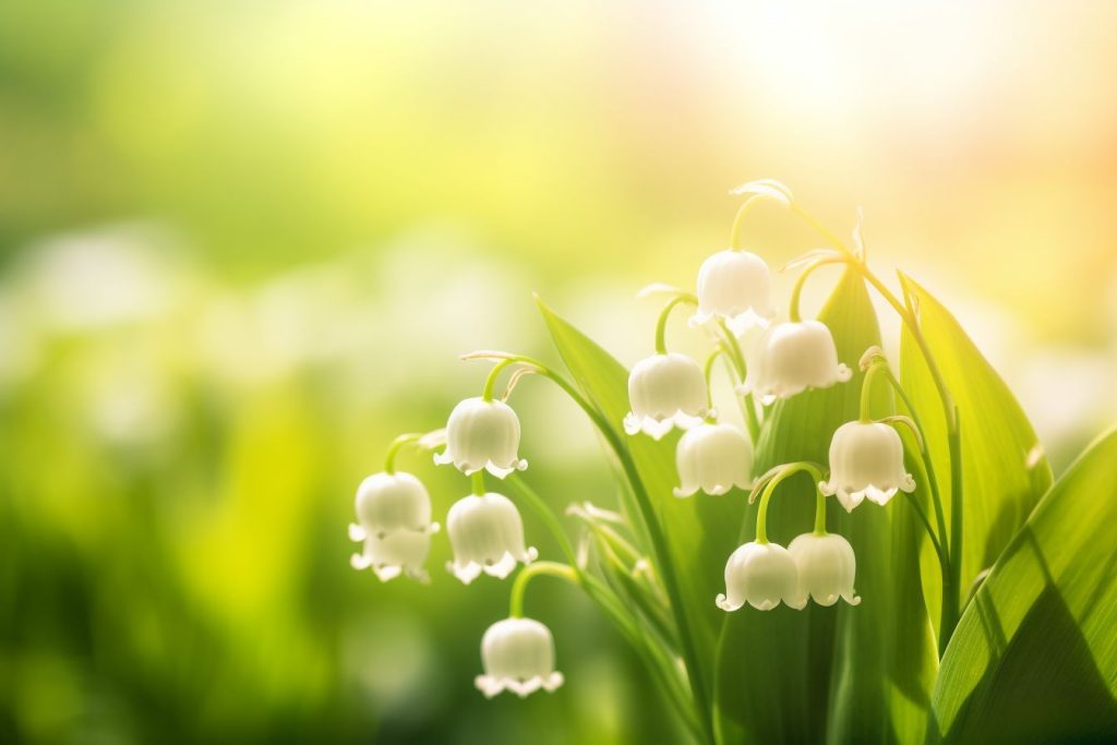 10 Flowers That Represent Selflessness: Blooms Of Giving - Foliage ...