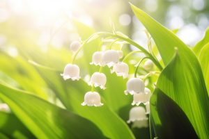 10 Flowers That Represent Trust: Blooms Of Belief - Foliage Friend ...