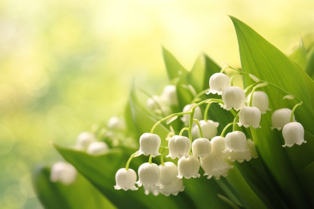 10 Flowers That Represent Equality: Blooms Of Inclusivity - Foliage ...