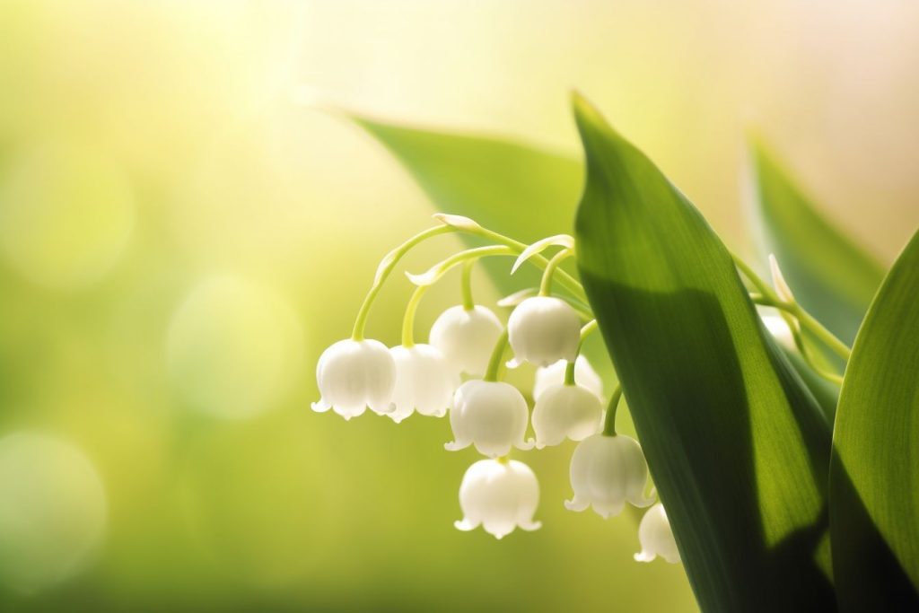 10 Flowers That Represent Loneliness: Blooms Of Solitude - Foliage ...
