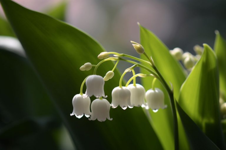 10 Flowers That Represent Sacrifice: Blooms Of Selflessness - Foliage ...