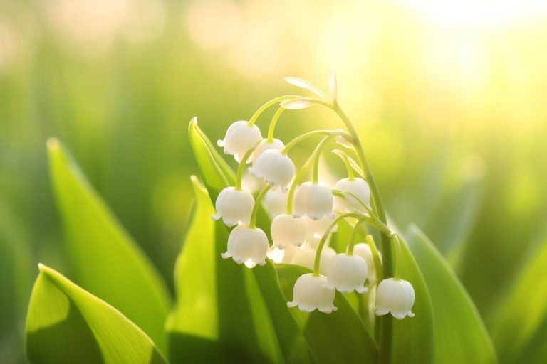 10 Flowers That Represent Memory: Reminder Blooms - Foliage Friend ...