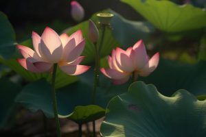 10 Flowers That Represent Female Empowerment: Blooms Of Strength ...