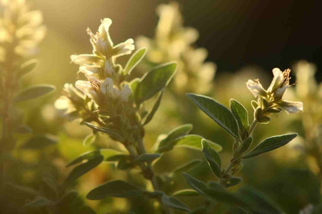 35 Flowers That Grow in Florida: A Comprehensive Guide to Stunning ...