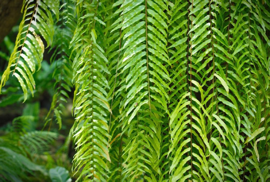 Macho Fern vs Boston Fern: Key Differences Explained - Foliage Friend ...