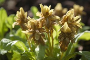 10 Flowers That Represent Fear: Unveiling The Dark Side - Foliage ...