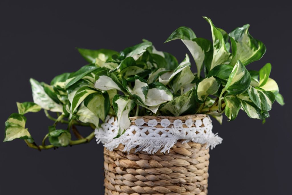 What to Do When Pothos Gets Too Long: Expert Pruning Tips - Foliage ...