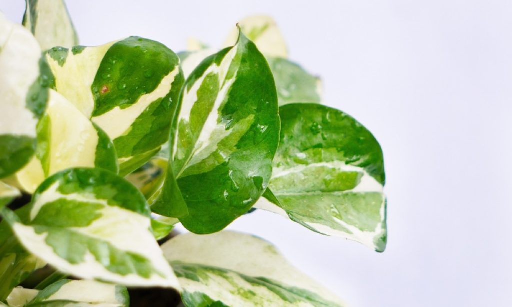 Manjula Pothos vs Snow Queen: Comparing Popular Houseplants - Foliage ...