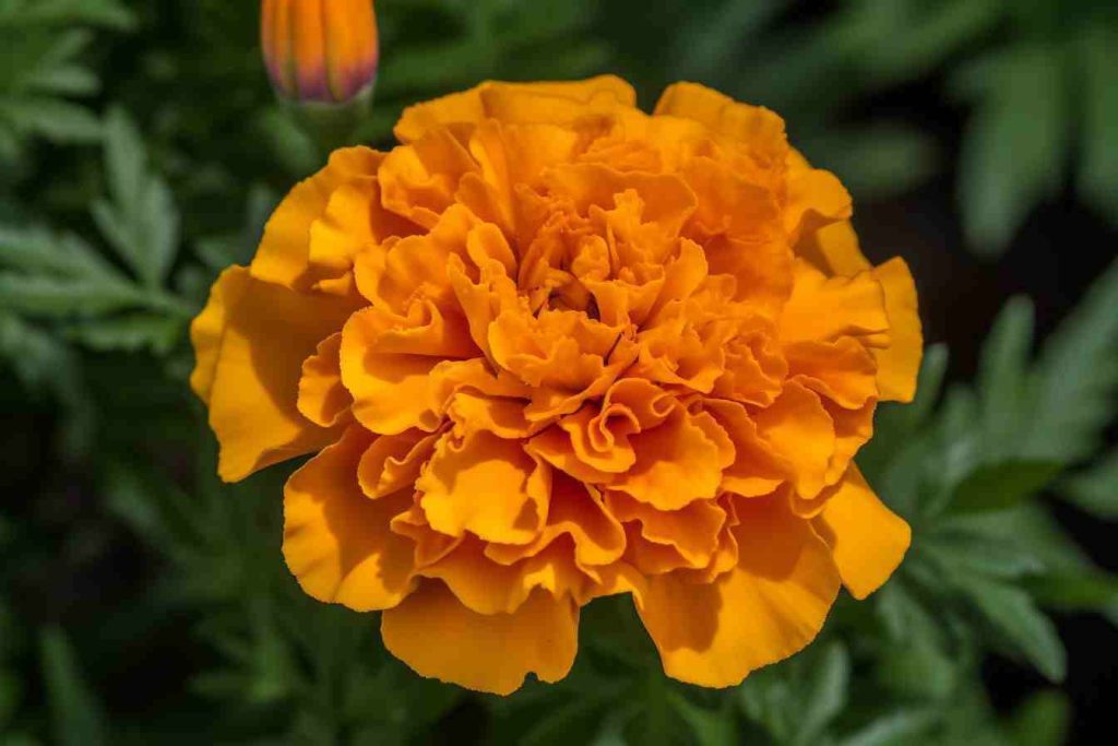 10 Flowers That Represent Abundance: Overflowing Beauty - Foliage ...