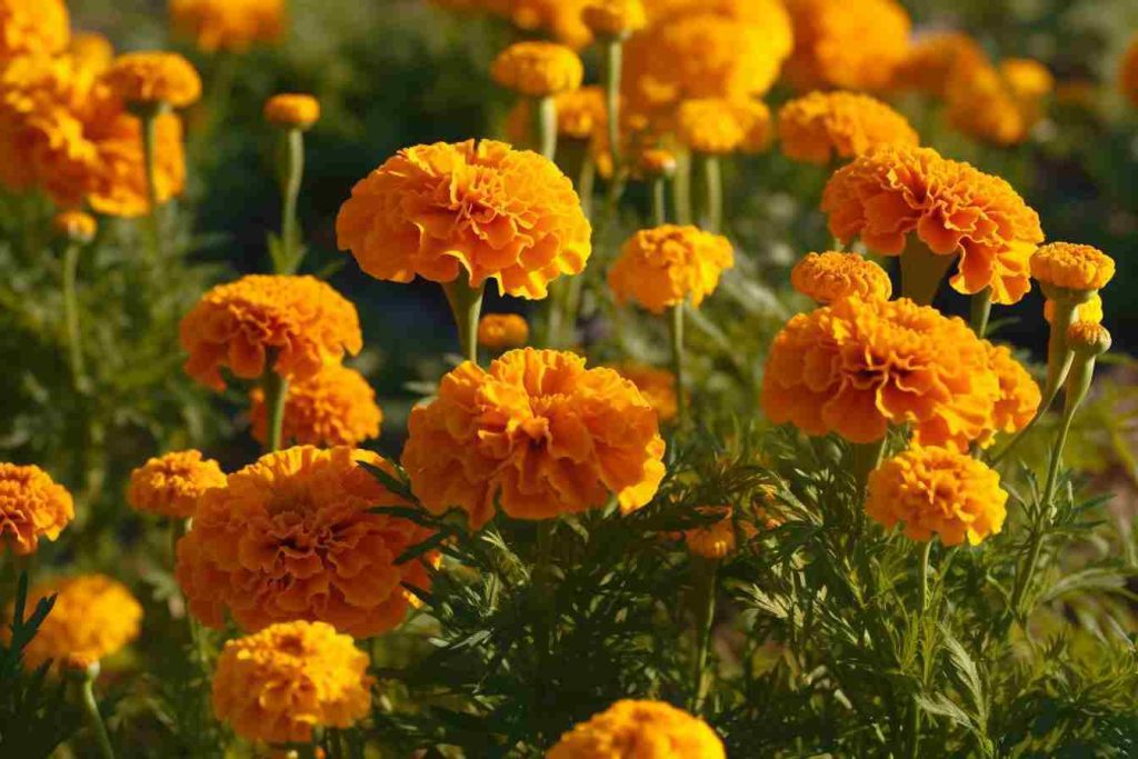 32 Yellow Flowers That Grow in Grass: Your Guide to Vibrant Species in ...