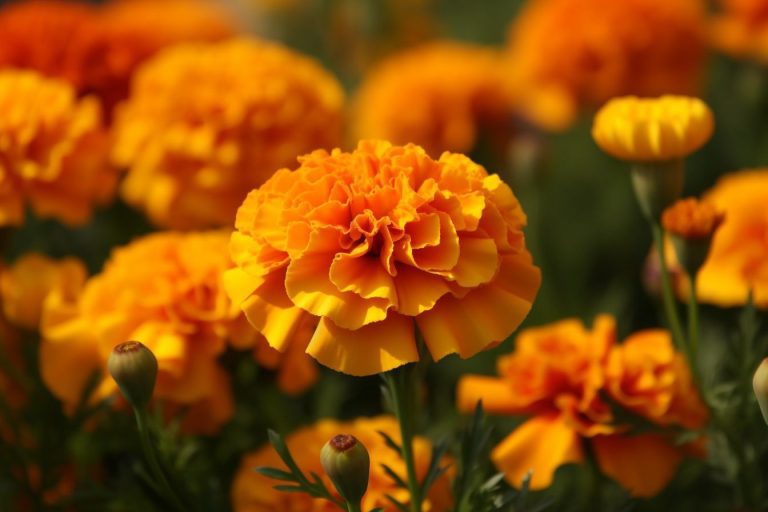 10 Flowers That Represent Money: Blooms Of Prosperity - Foliage Friend ...