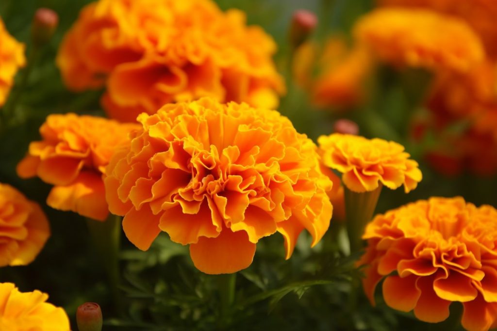 10 Flowers That Represent Divinity: Heavenly Blooms - Foliage Friend ...