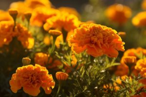 10 Flowers That Represent Safety: Floral Guardians - Foliage Friend ...