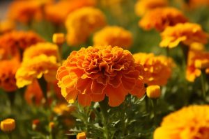 10 Flowers That Represent Eternal Life: Timeless Blooms - Foliage ...