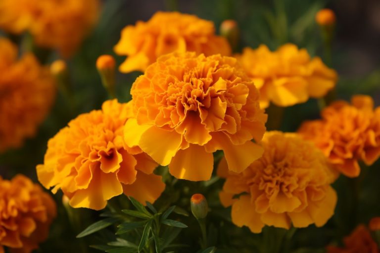 10 Flowers That Represent Positivity: Blooms Of Joy - Foliage Friend ...