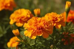 10 Flowers That Represent Anger: Fiery Blooms - Foliage Friend - Learn ...