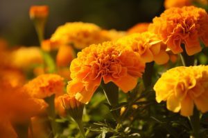 10 Flowers That Represent Light: Shine Bright - Foliage Friend - Learn ...