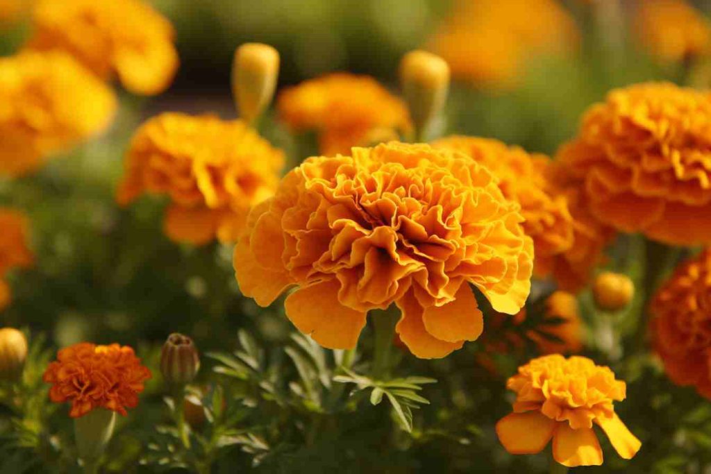 10 Flowers that Grow Fast: Speedy Bloomers to Beautify Your Garden ...