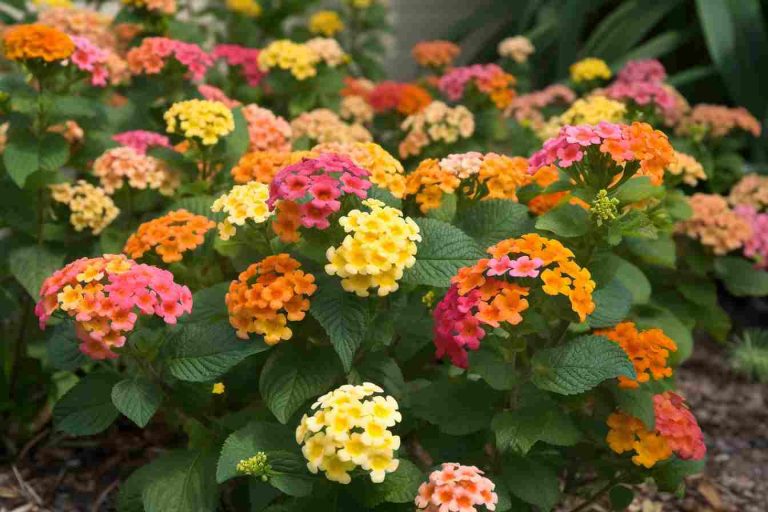 10 Simple and Beautiful Lantana Flower Bed Ideas for Your Garden ...