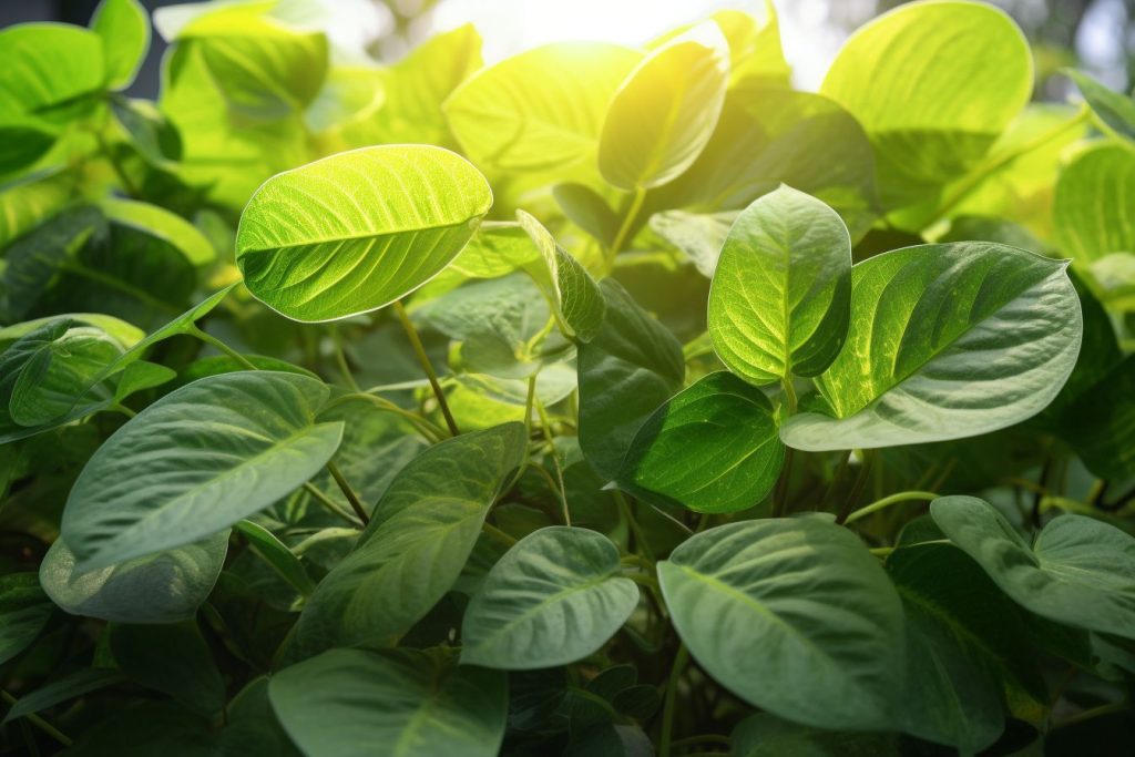 10 Flowers That Represent Good Luck: Blooms Of Fortune - Foliage Friend ...