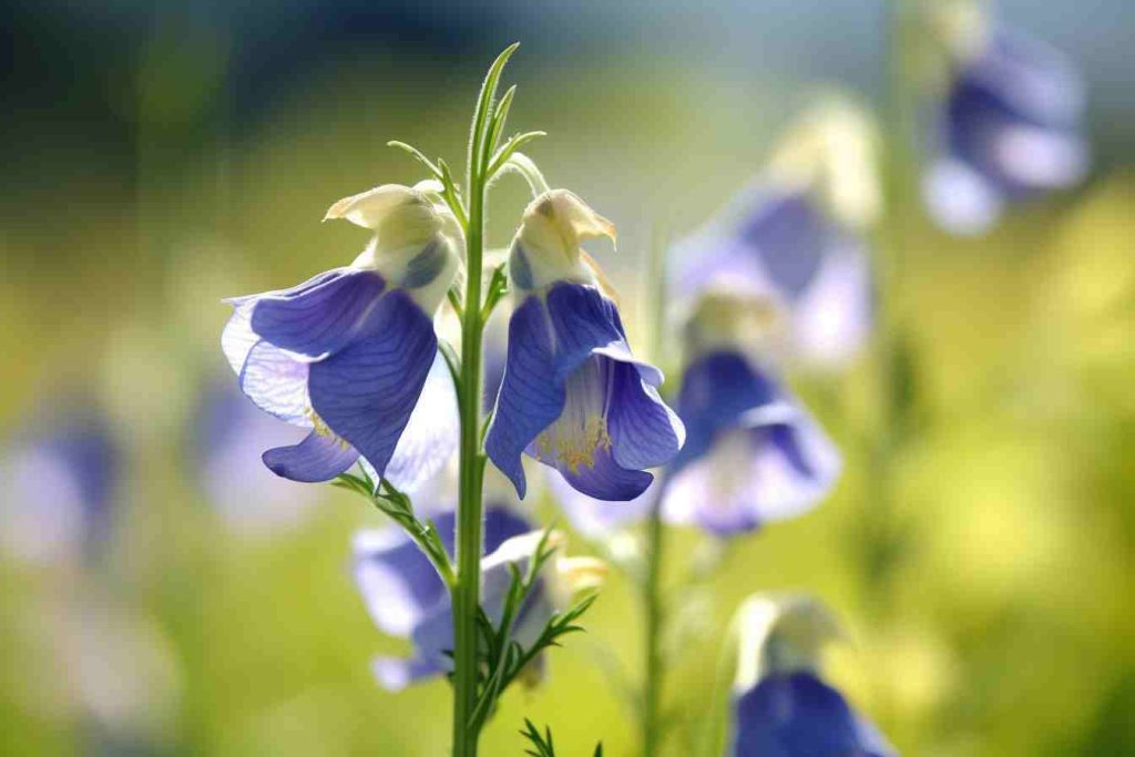 Monkshood Flower Meaning, Symbolism & Spiritual Significance - Foliage ...
